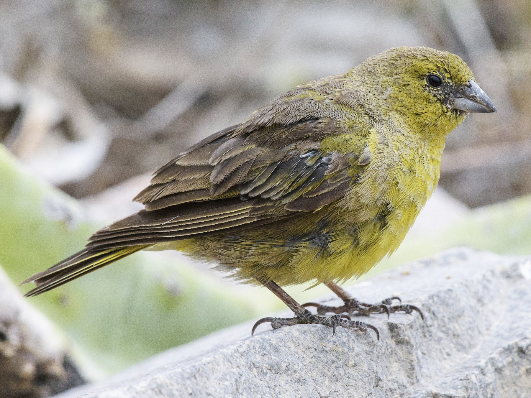 Yellow Finch In Flight