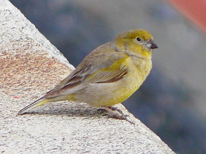Patagonian Yellow-Finch - eBird