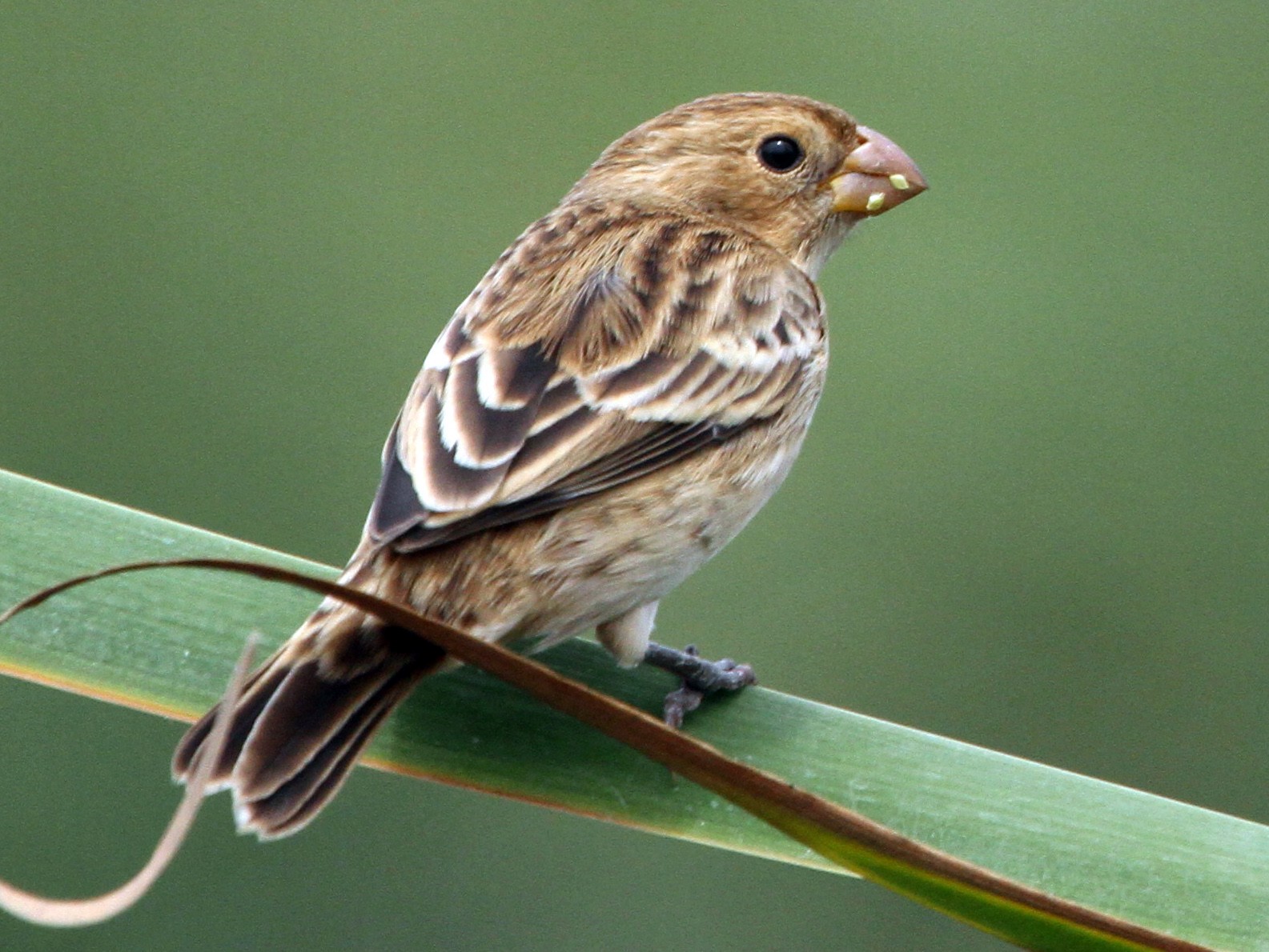 Chestnut-throated Seedeater - eBird