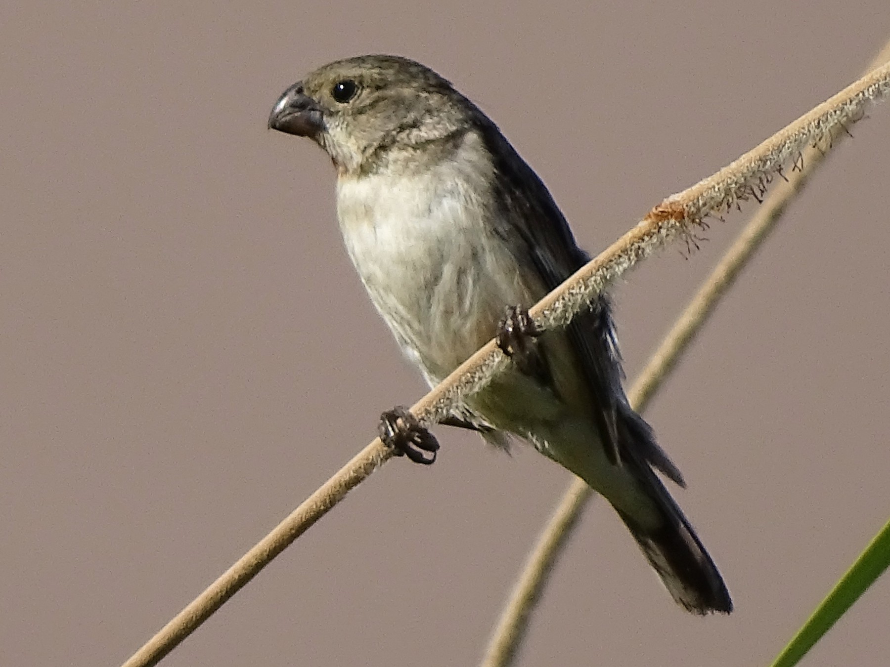 Chestnut-throated Seedeater - eBird