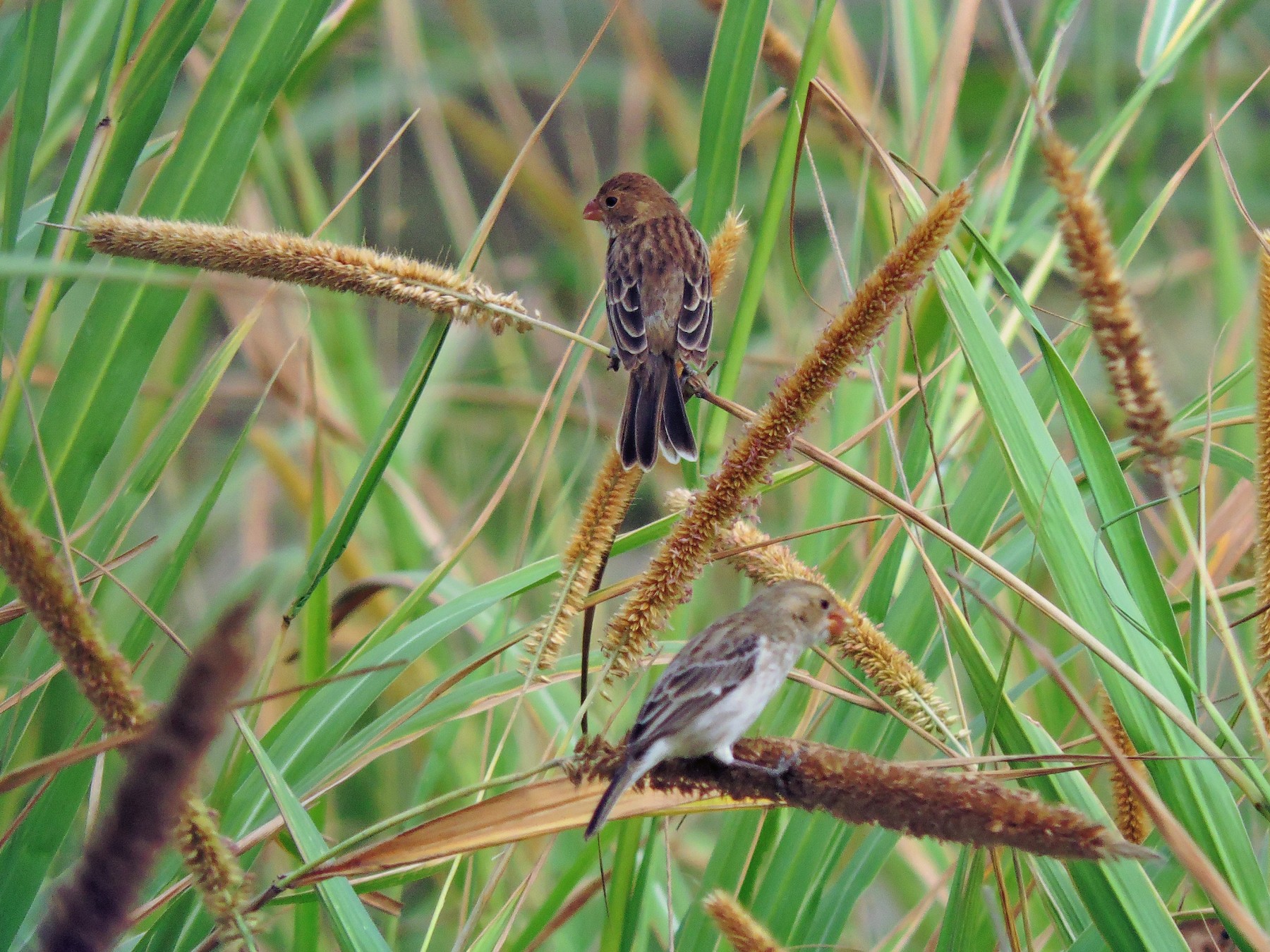 Chestnut-throated Seedeater - eBird