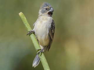 Chestnut-throated Seedeater - eBird