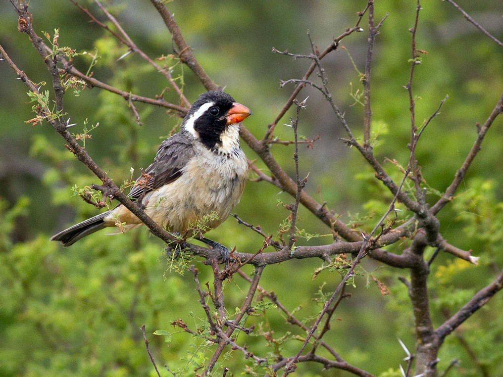 Golden-billed Saltator - eBird