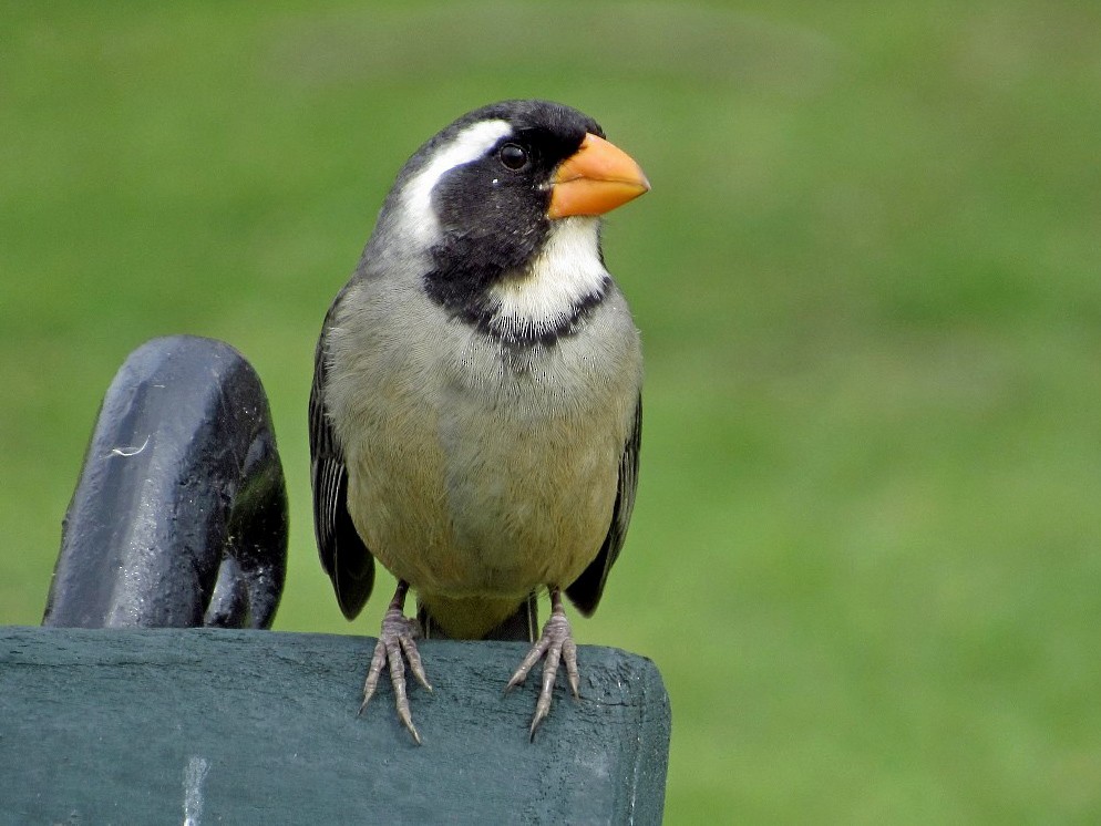 Golden-billed Saltator - eBird
