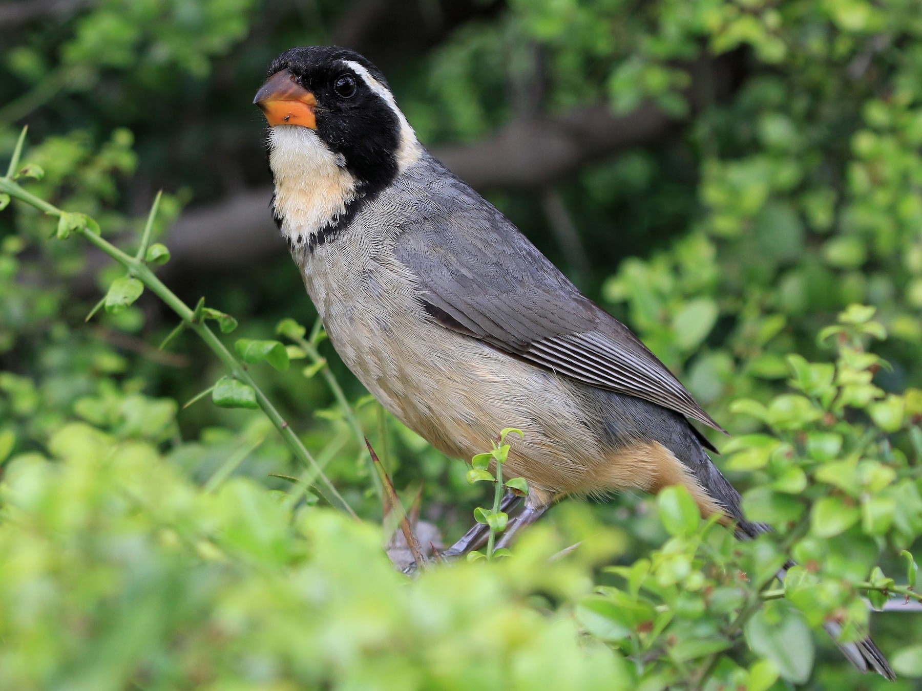 Golden-billed Saltator - eBird