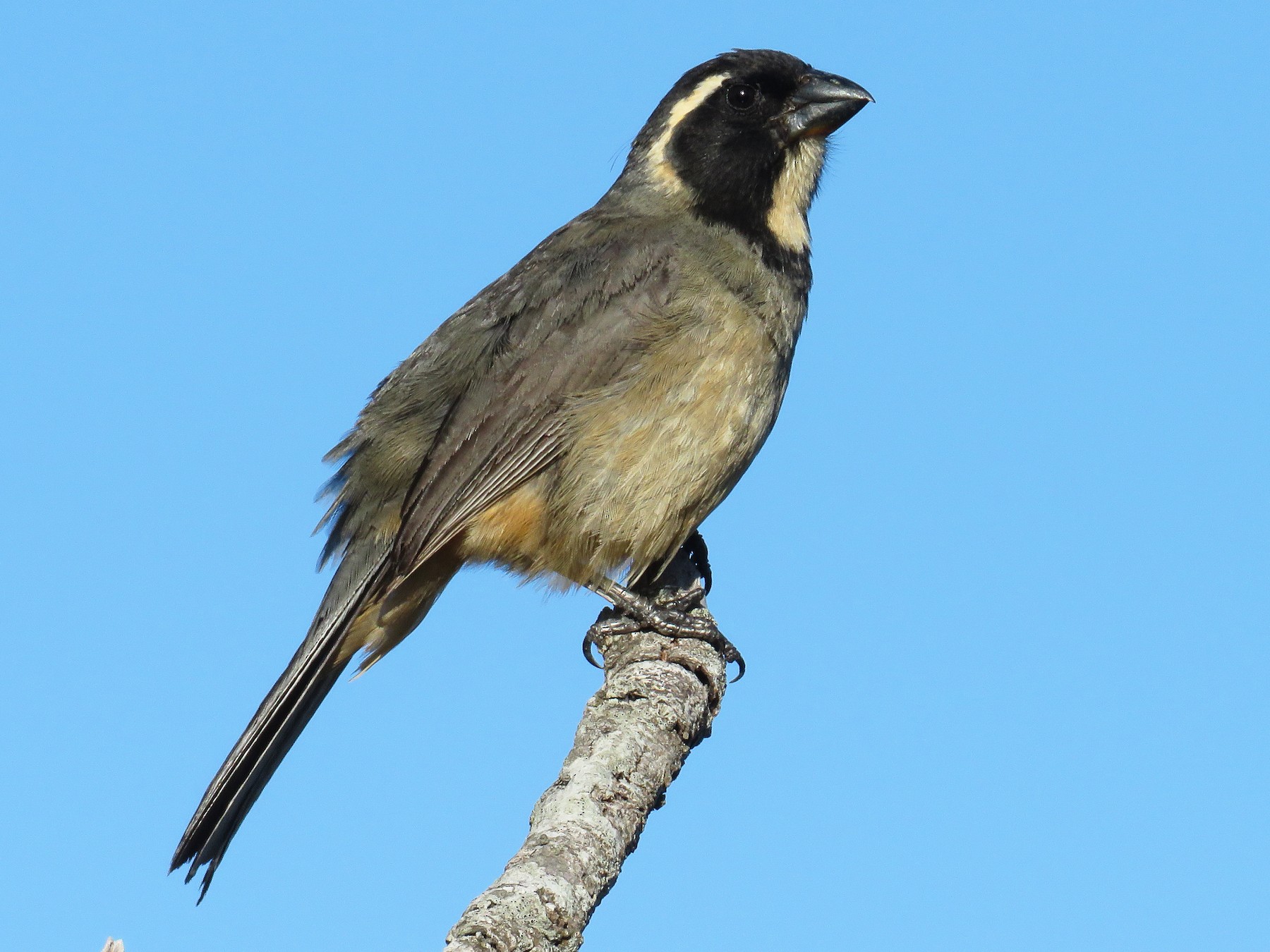 Golden-billed Saltator - eBird