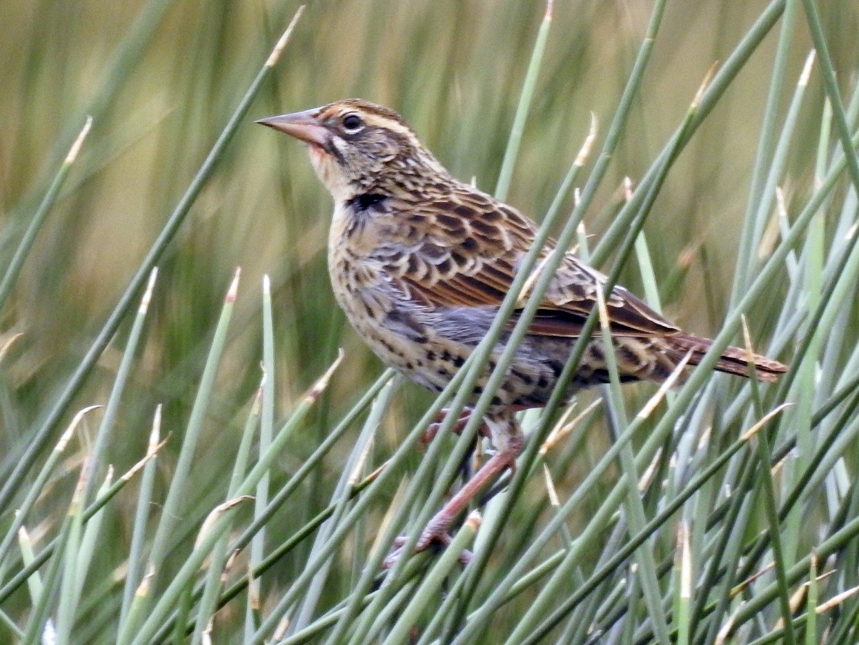 Peruvian Meadowlark - eBird