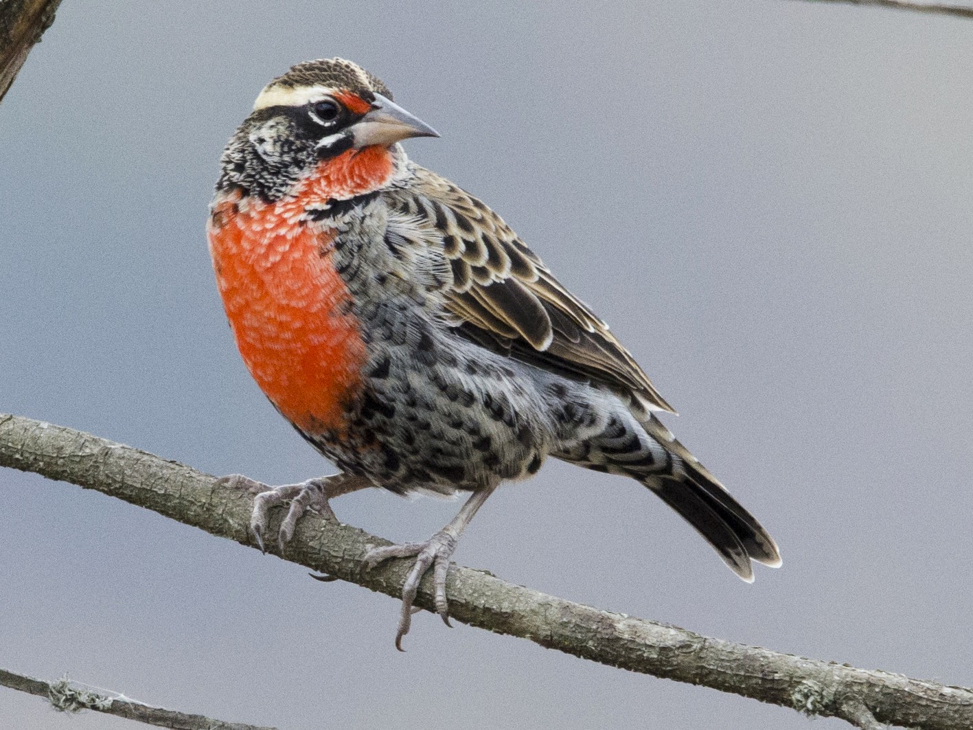 Peruvian Meadowlark - eBird