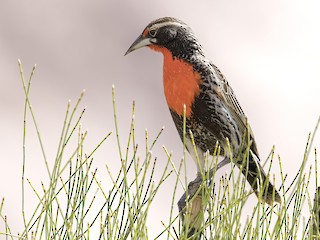 Peruvian Meadowlark - eBird