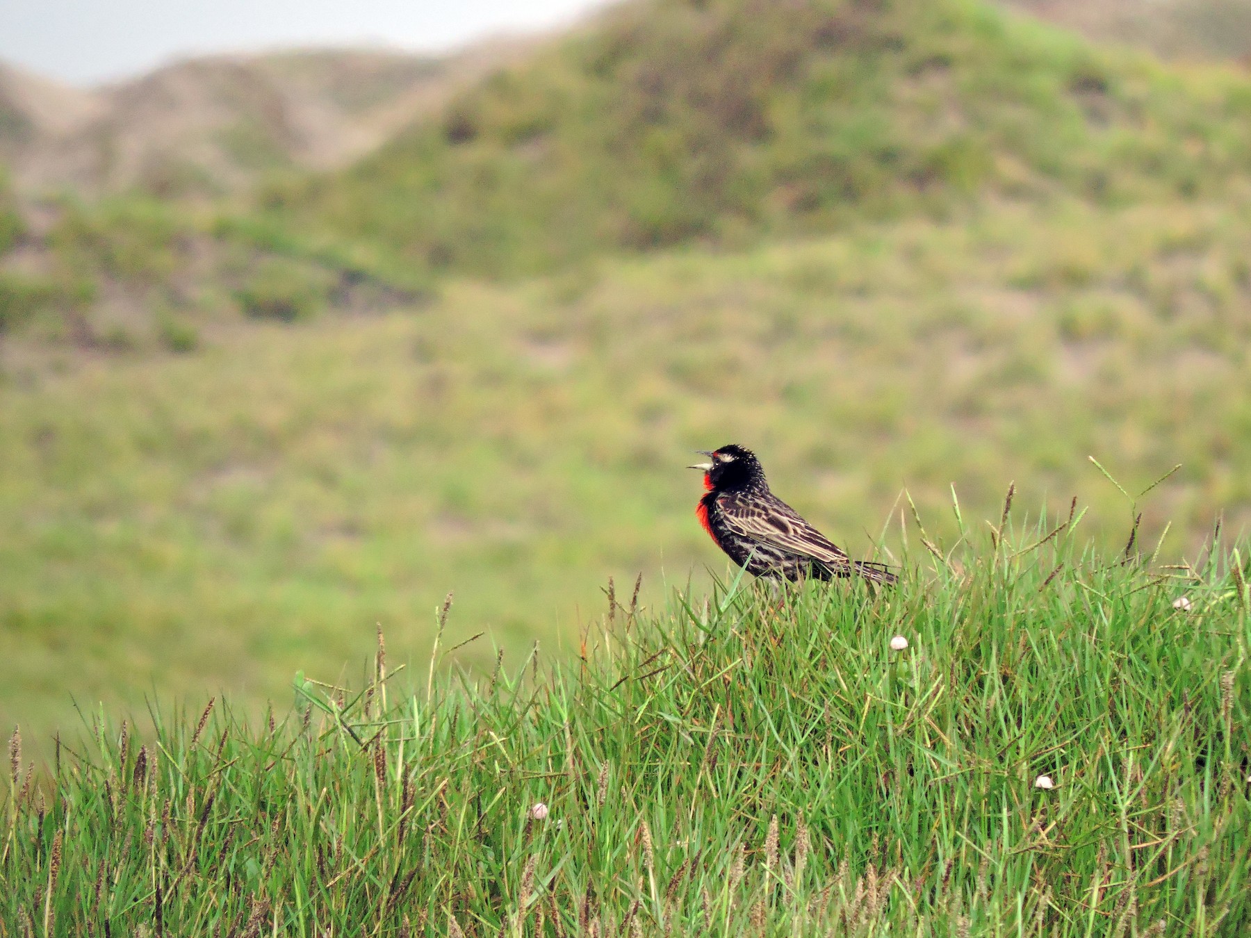 Peruvian Meadowlark - eBird