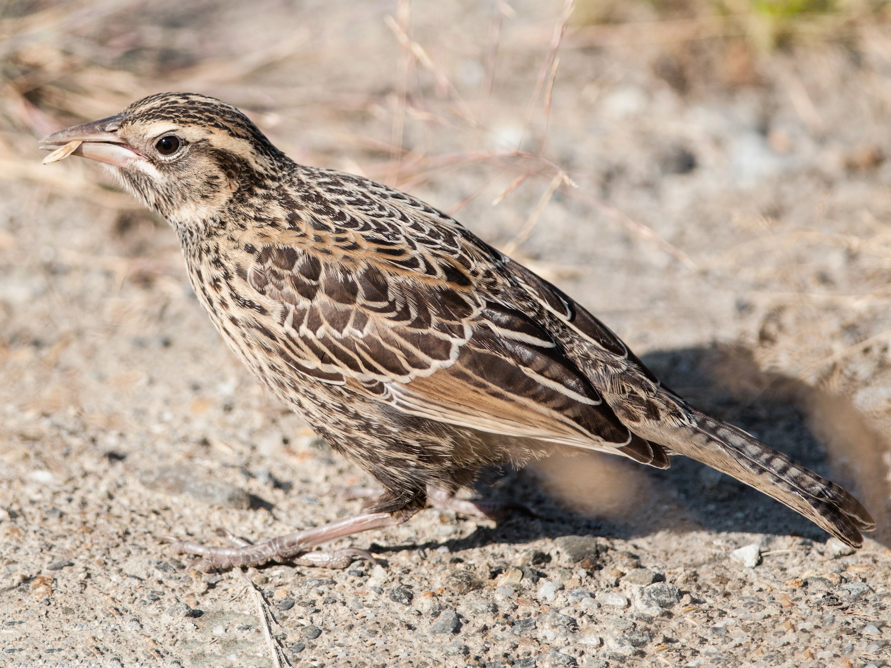 Long-tailed Meadowlark - eBird
