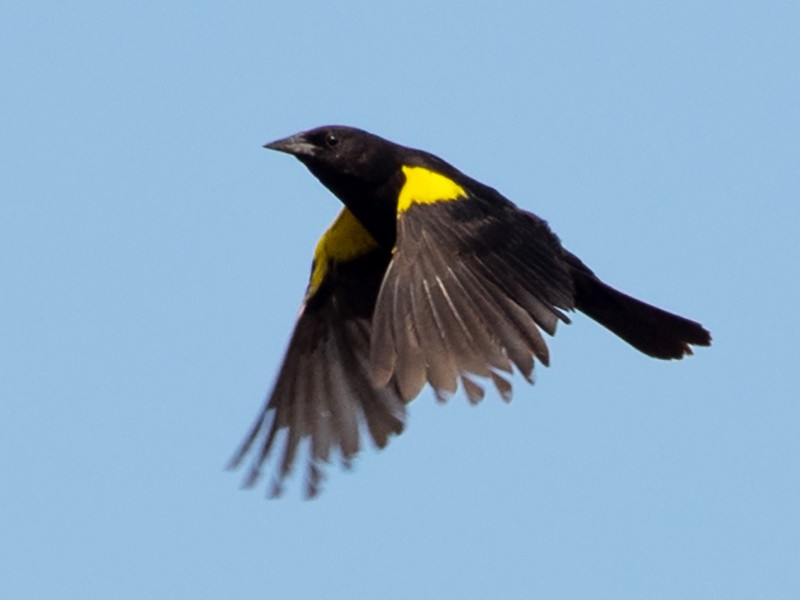 Yellow-winged Blackbird - eBird