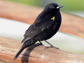 Yellow-winged Blackbird - Agelasticus thilius - Birds of the World