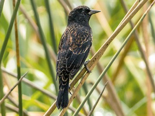 Trile - eBird