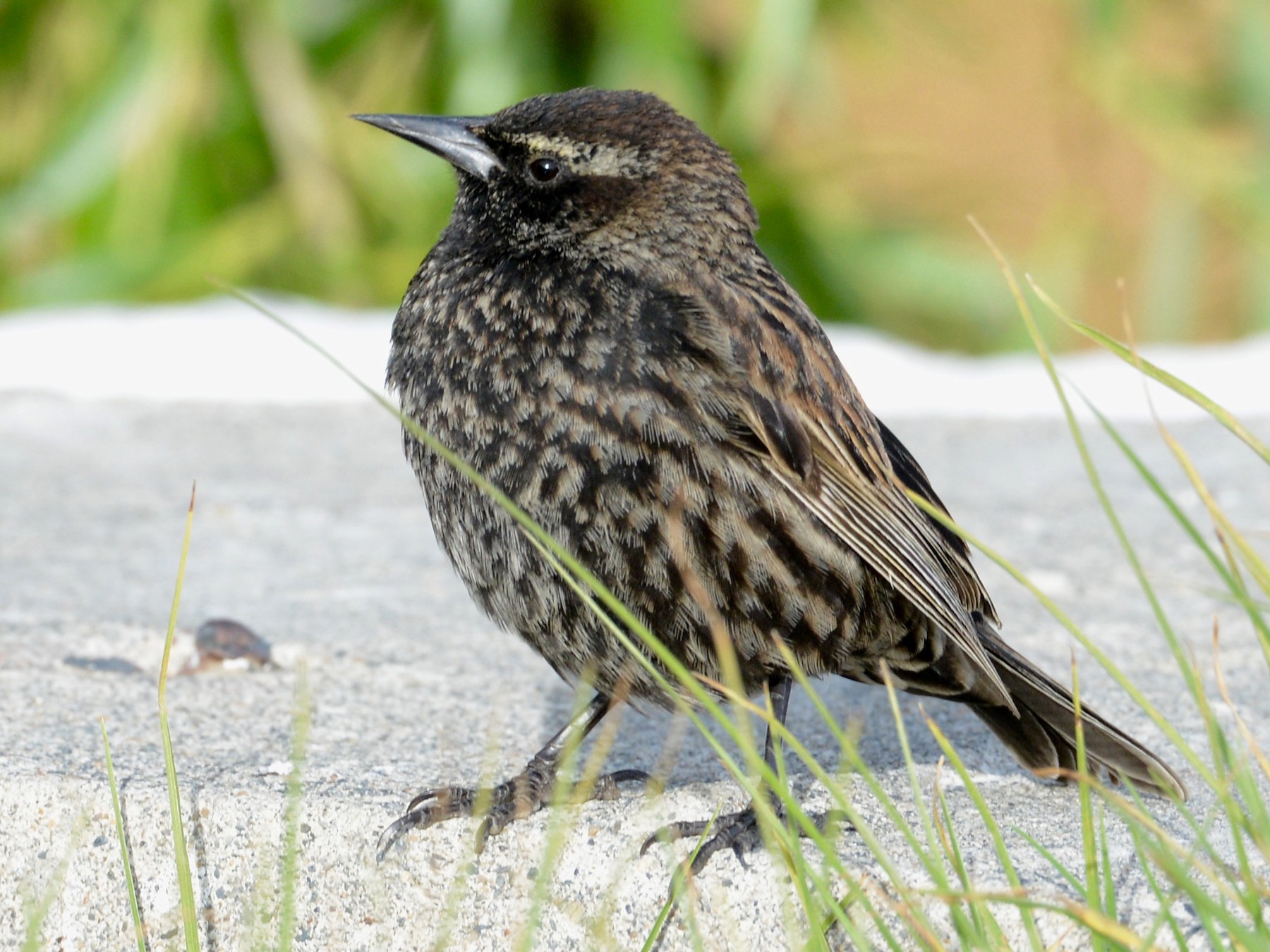 Yellow-winged Blackbird - eBird