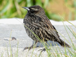 Trile - eBird
