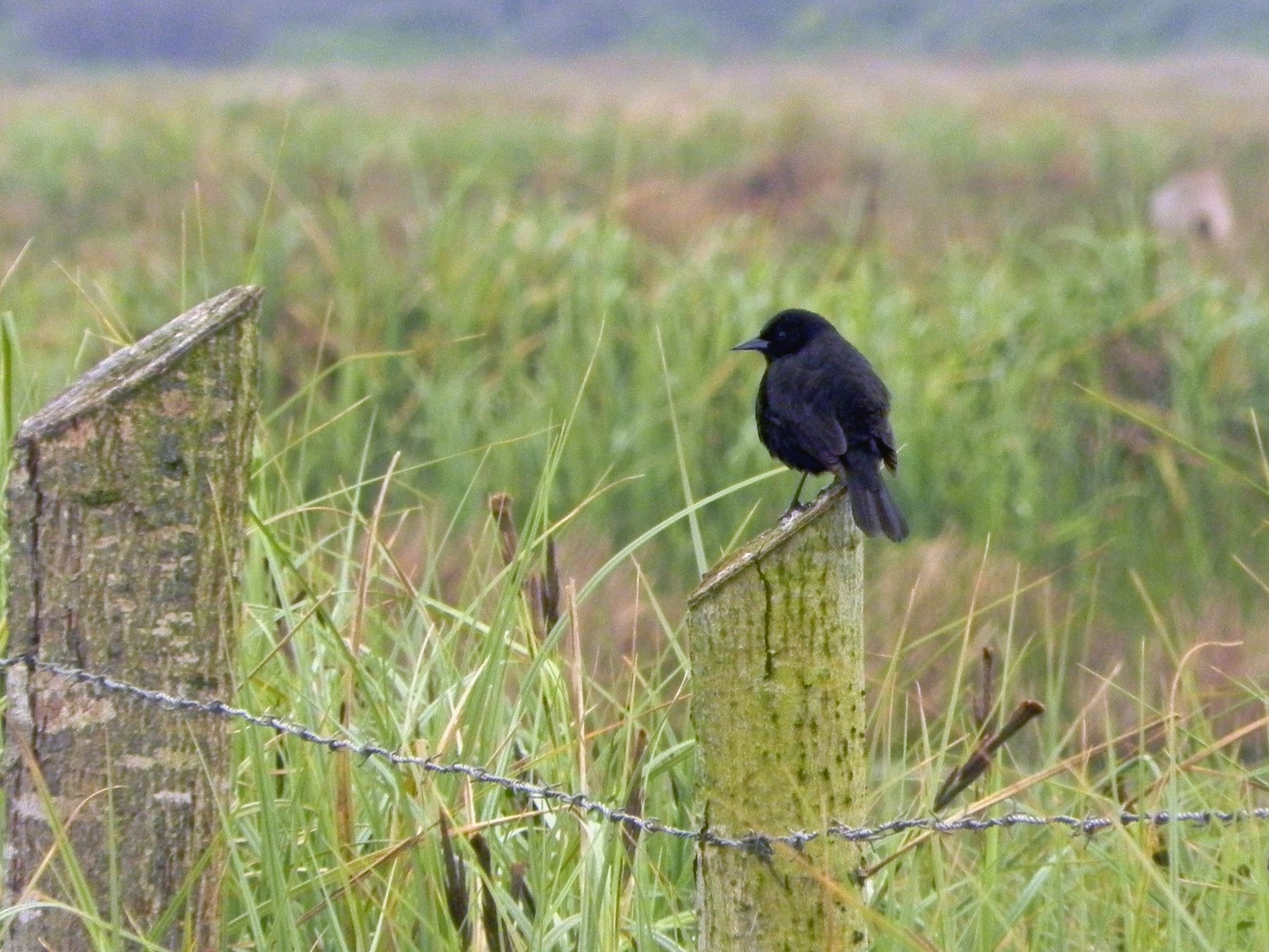 Yellow-winged Blackbird - eBird