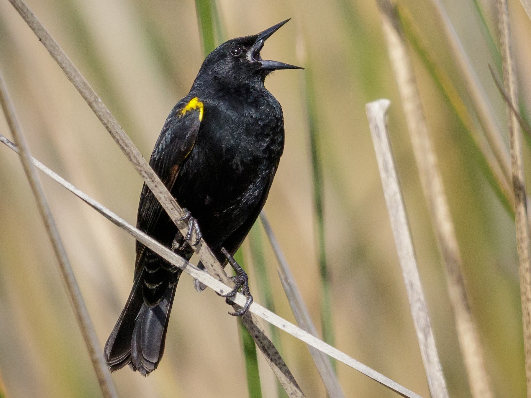 Yellow-winged Blackbird - eBird