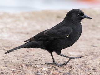 Trile - eBird