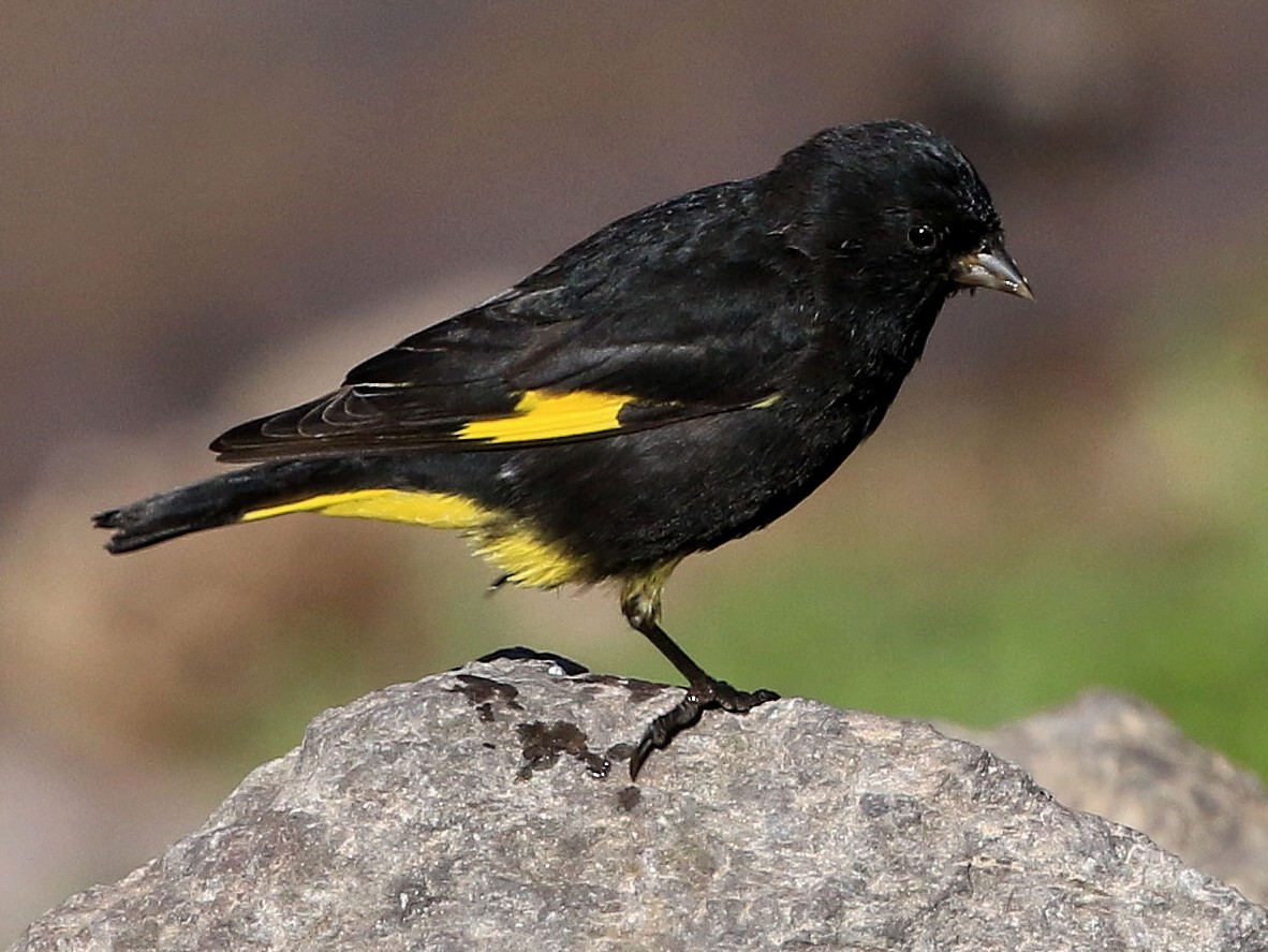 Black Siskin - eBird