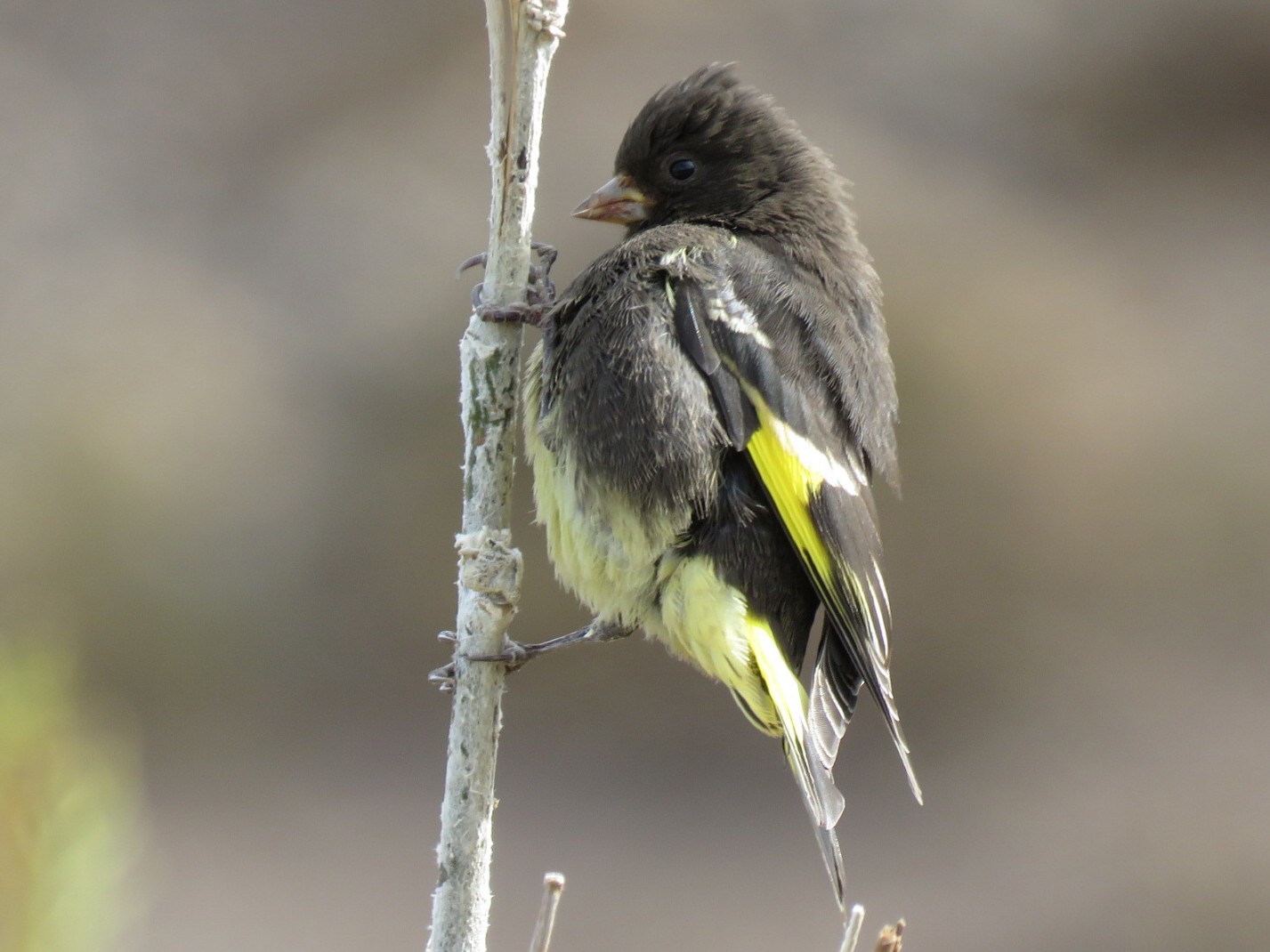 Black Siskin - eBird