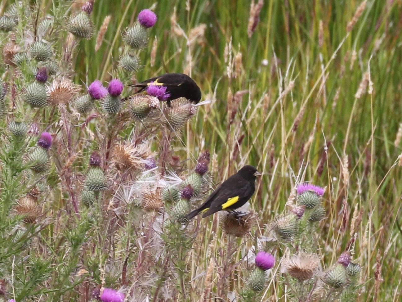 Black Siskin - eBird