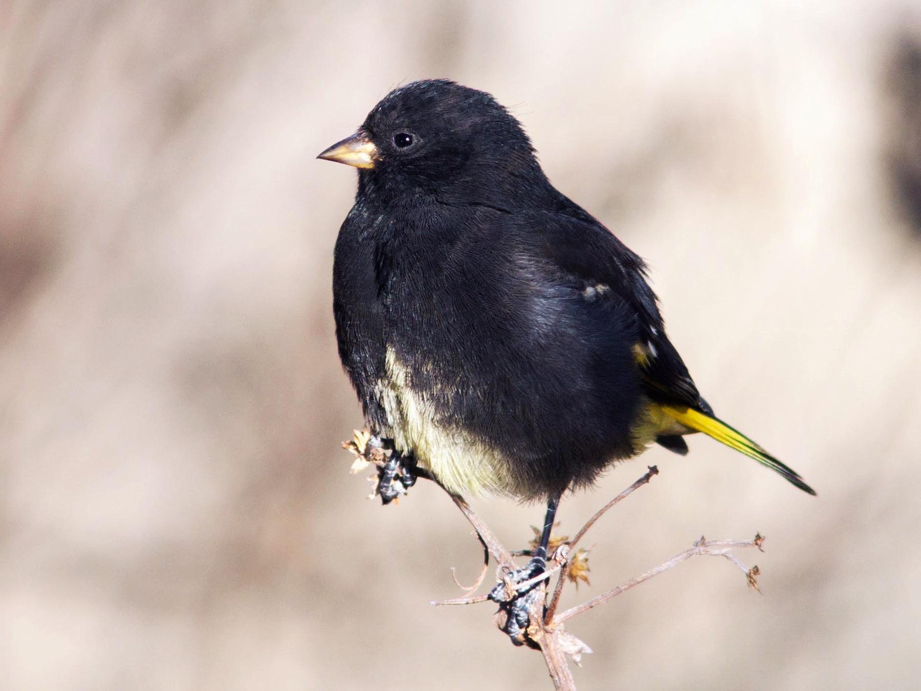Black Siskin - eBird