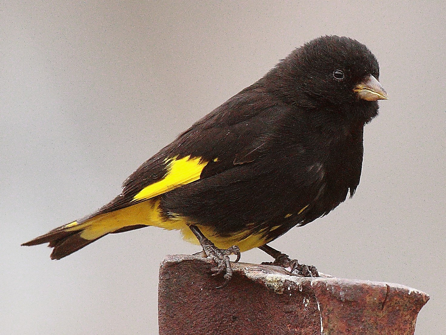 Black Siskin - eBird