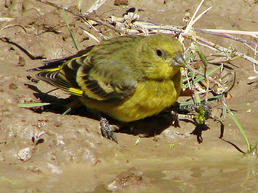 Yellow-rumped Siskin - eBird