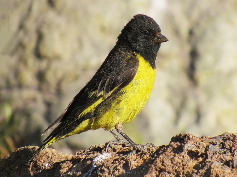 Yellow-rumped Siskin - eBird