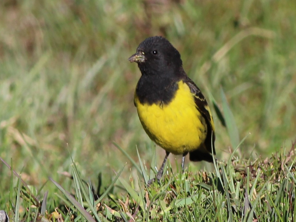 Yellow-rumped Siskin - eBird