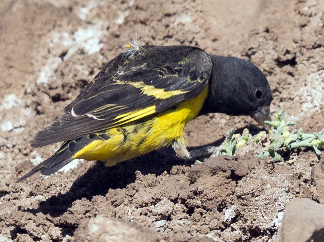 Yellow-rumped Siskin - eBird