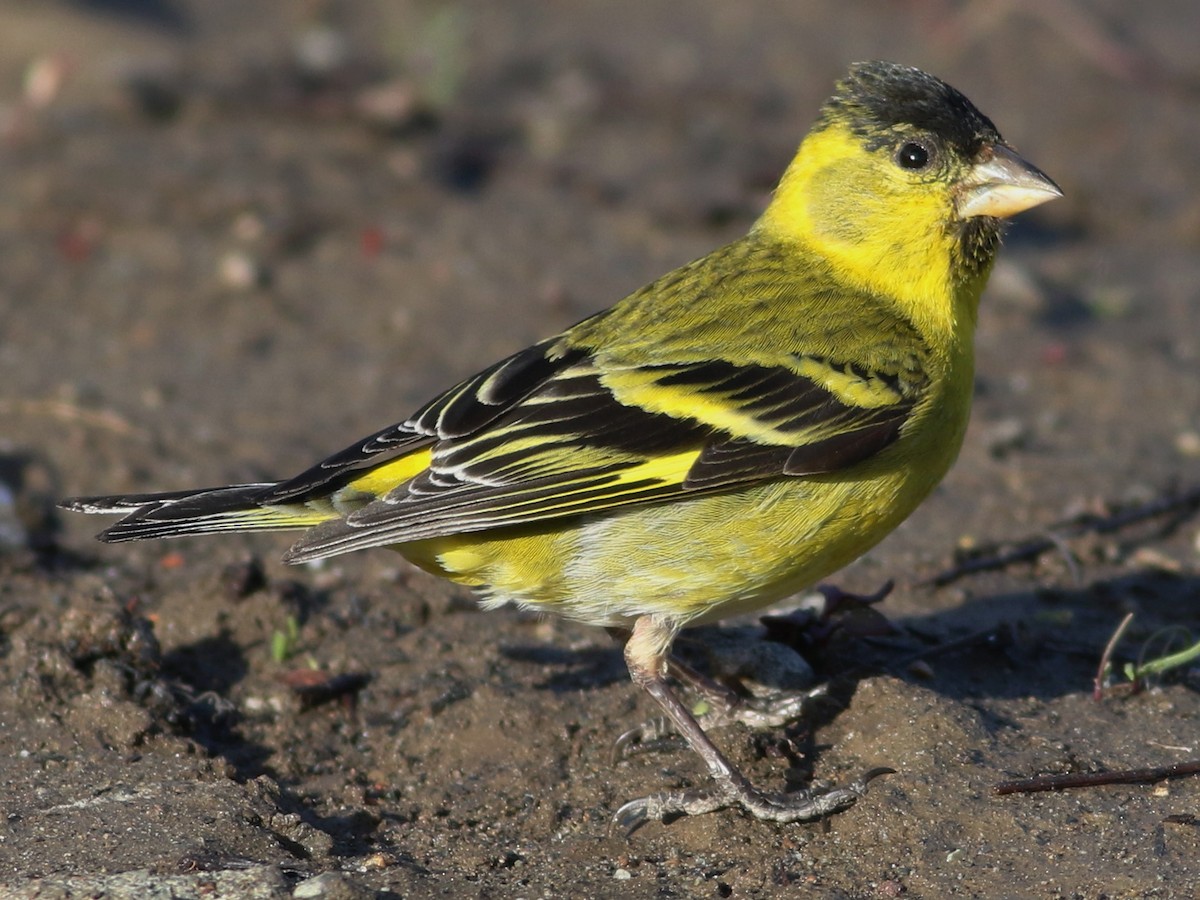 Black-chinned Siskin - Spinus barbatus - Birds of the World
