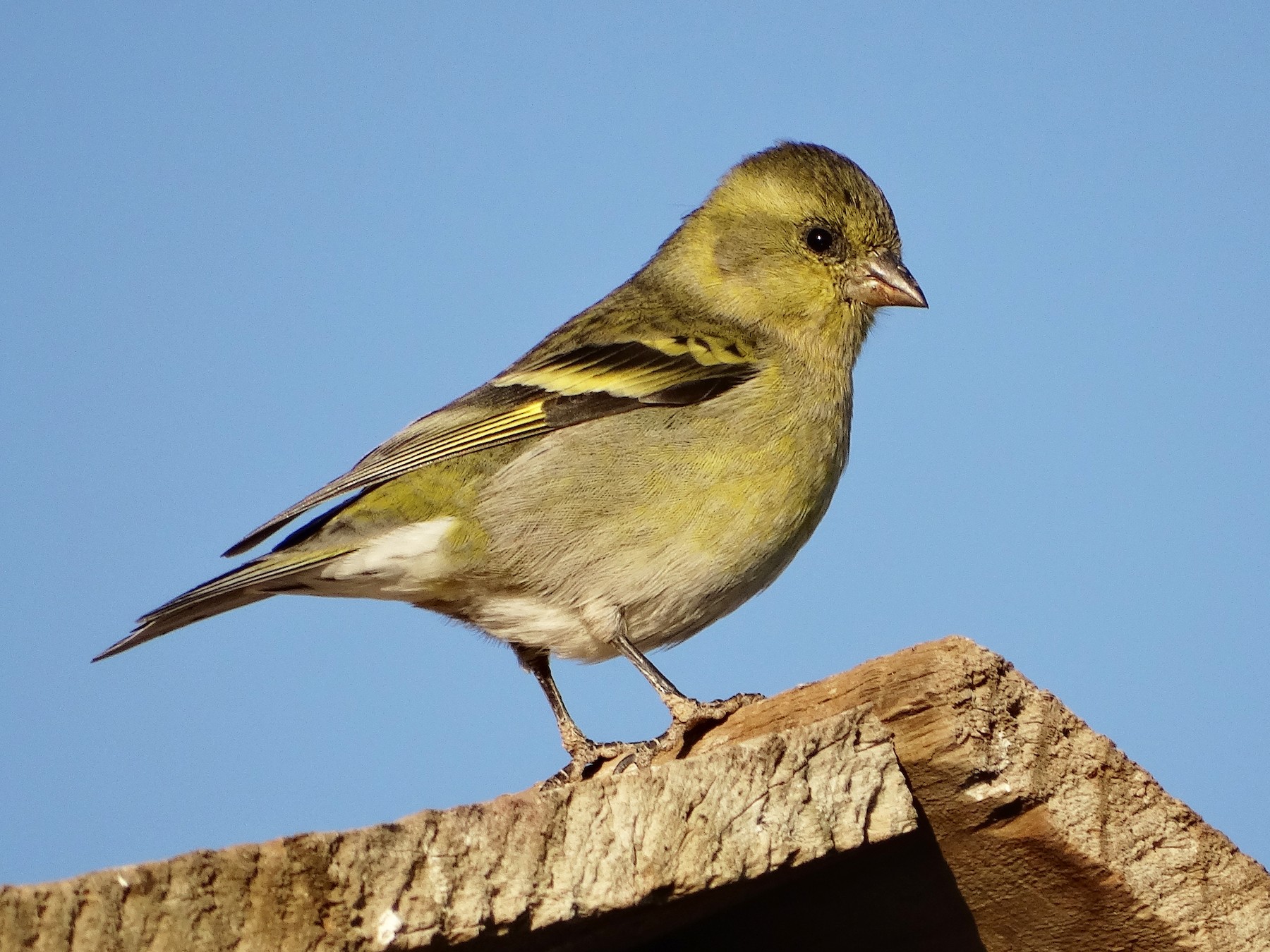 Black-chinned Siskin - eBird