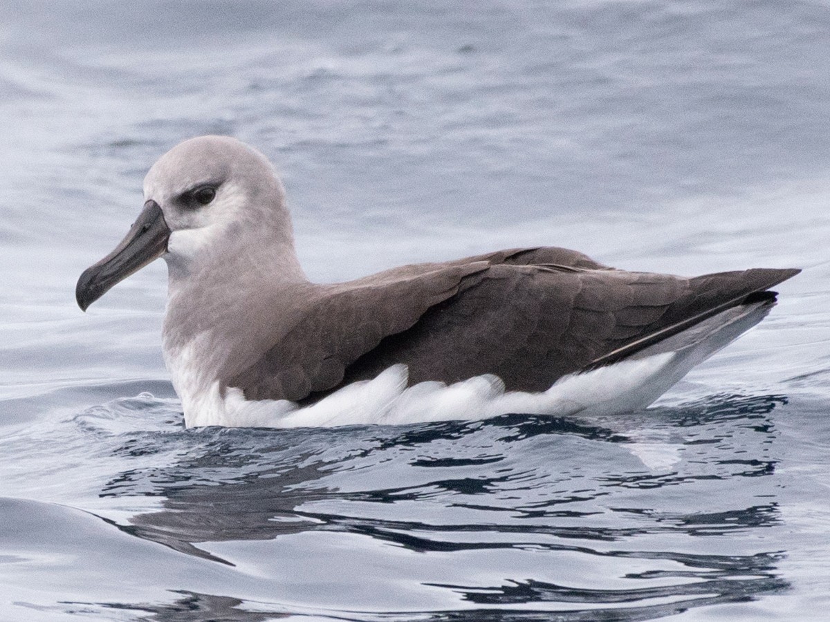 Gray-headed Albatross - eBird