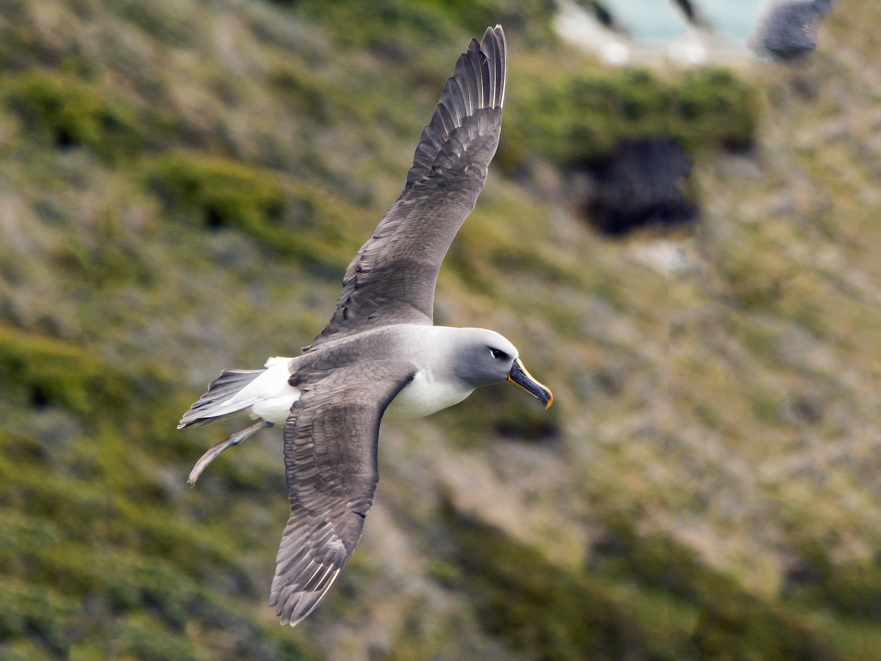 Gray-headed Albatross - eBird