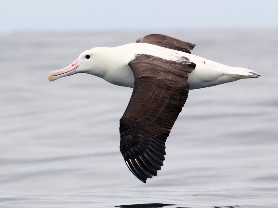 albatros Sanfordův/královský - eBird