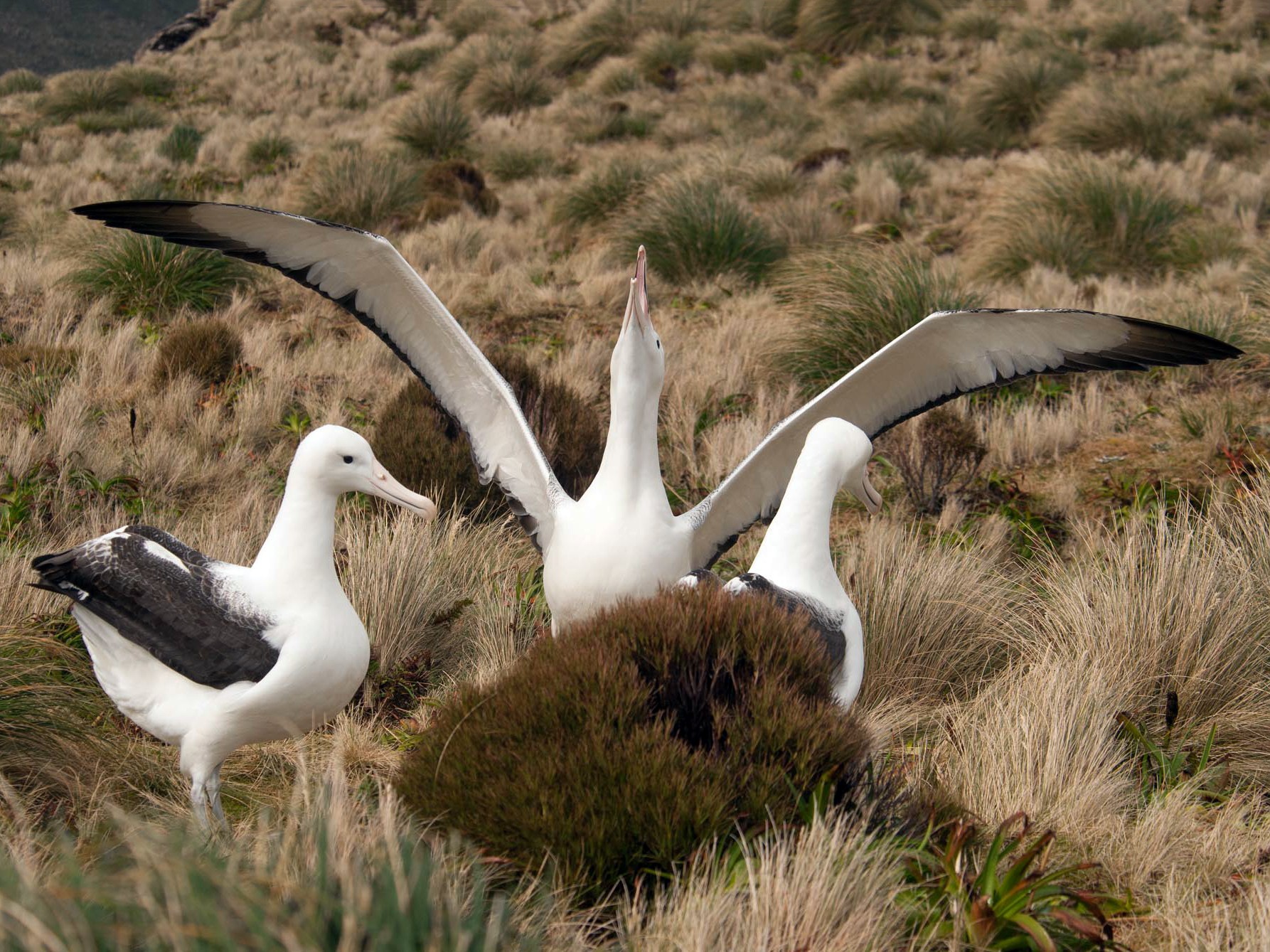 Northern/Southern Royal Albatross - eBird