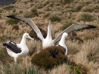 Southern Royal Albatross - eBird