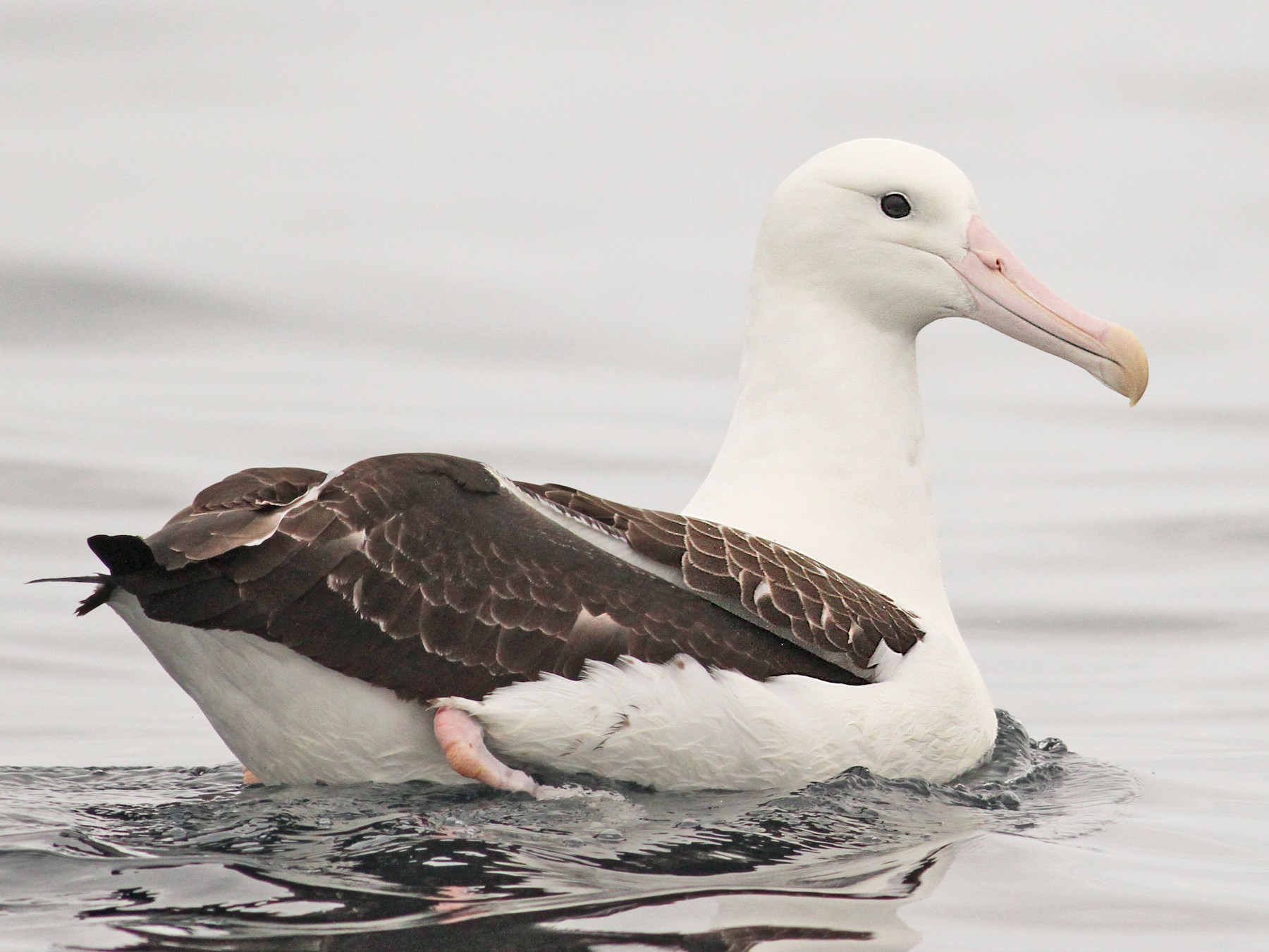 Northern/Southern Royal Albatross - eBird