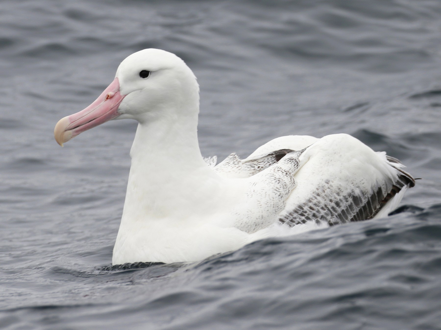 Northern/Southern Royal Albatross - eBird