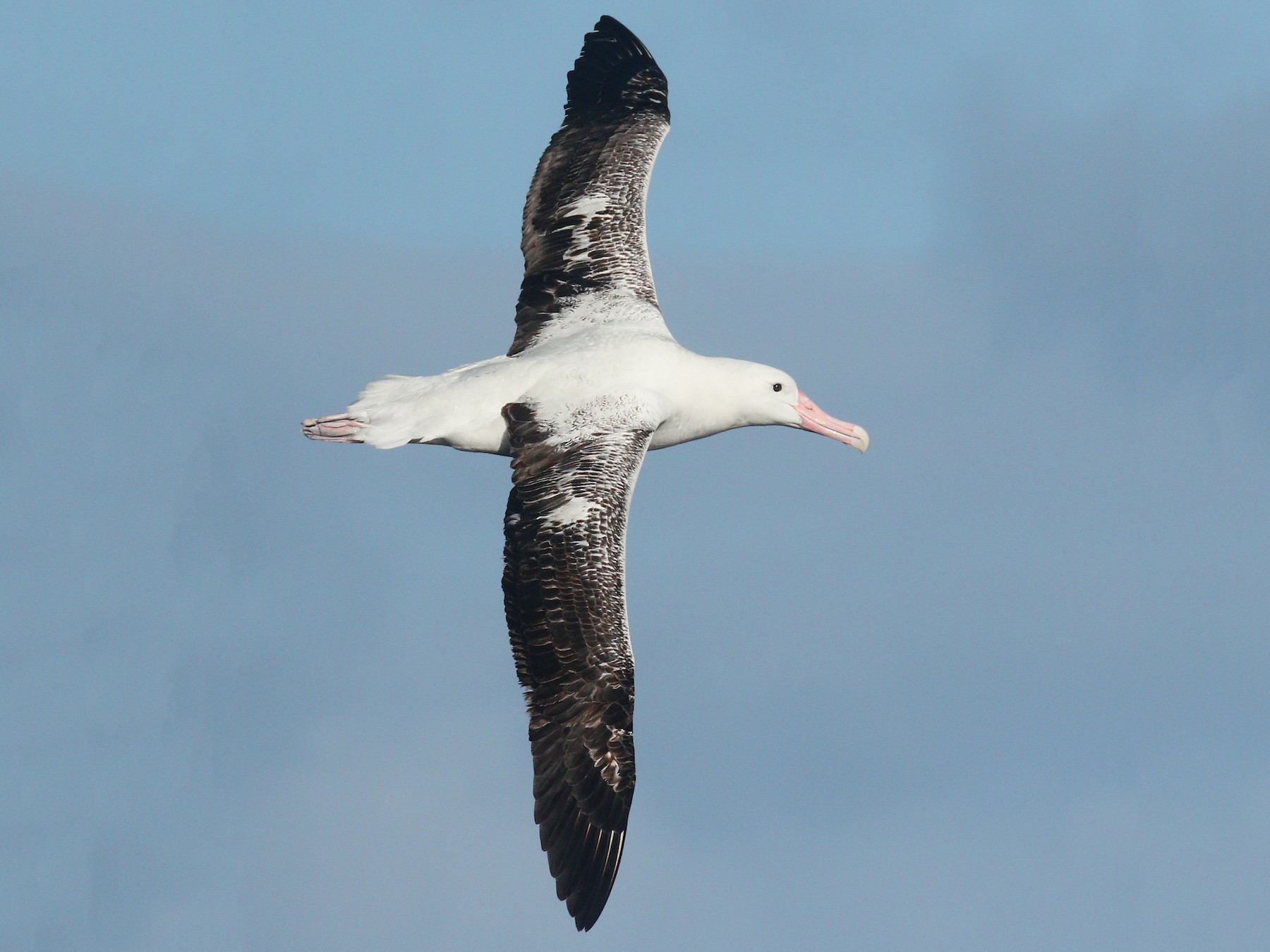 Northern/Southern Royal Albatross - eBird