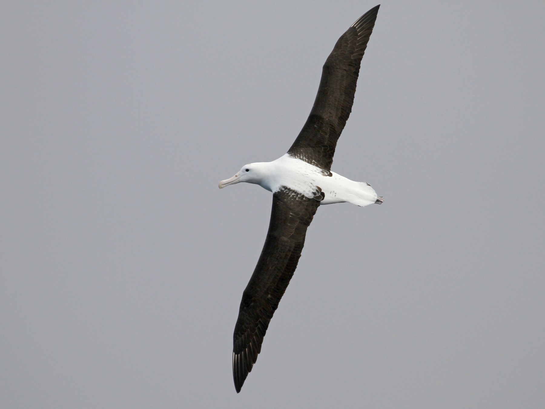 Northern/Southern Royal Albatross - eBird