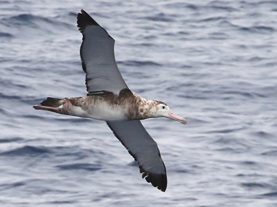 Snowy/Tristan/Antipodean Albatross - eBird