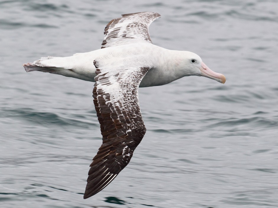 Snowy/Tristan/Antipodean Albatross - eBird