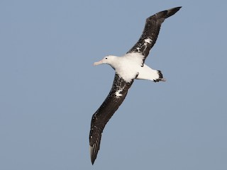 Snowy/Tristan/Antipodean Albatross - eBird