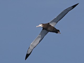 Albatros errante sp. - eBird
