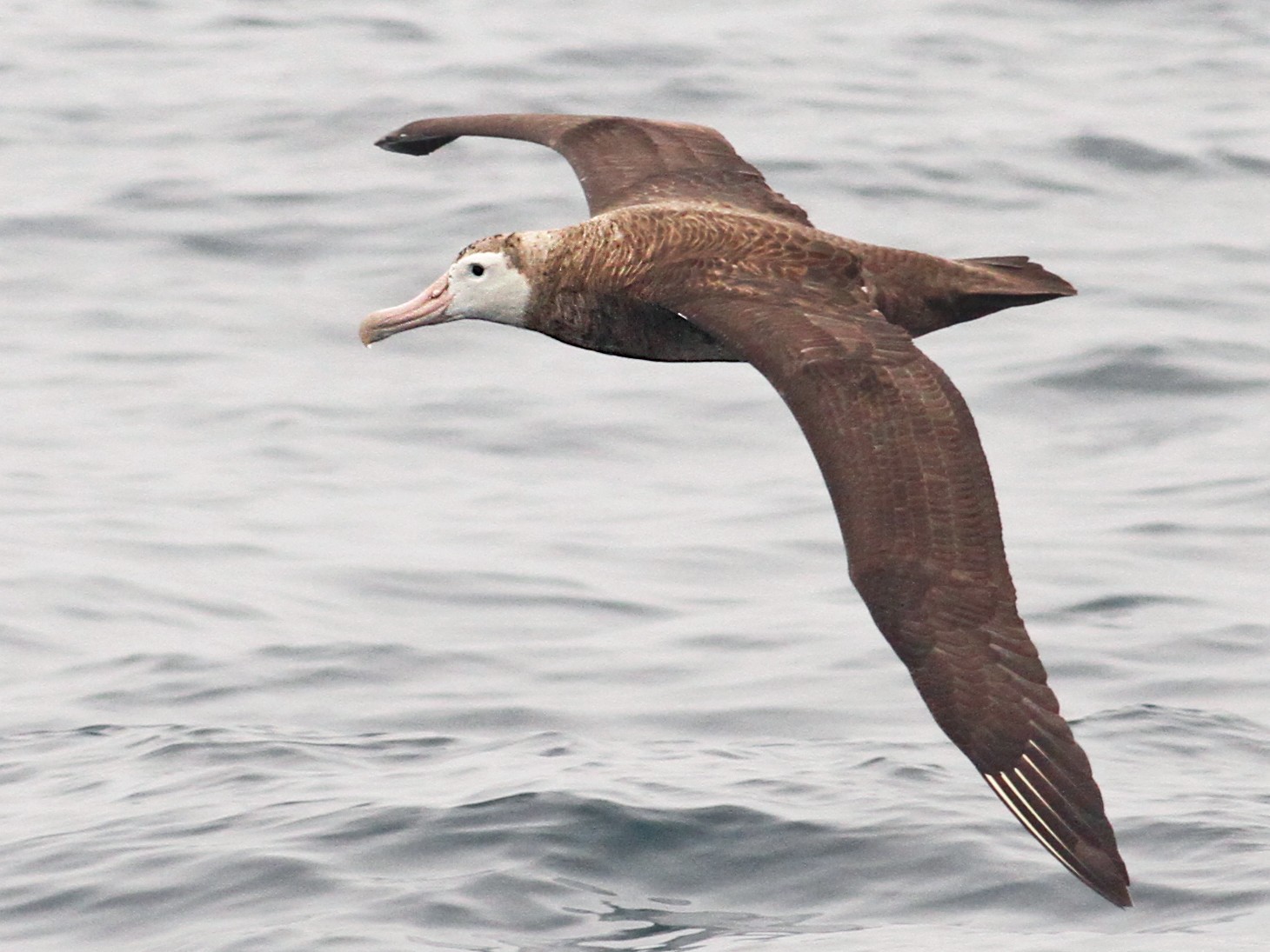 Snowy/Tristan/Antipodean Albatross - eBird