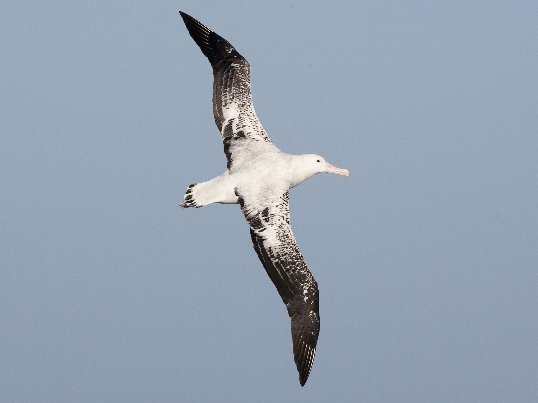 Snowy/Tristan/Antipodean Albatross - eBird