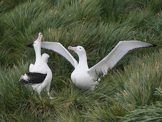 Snowy/Tristan/Antipodean Albatross - eBird